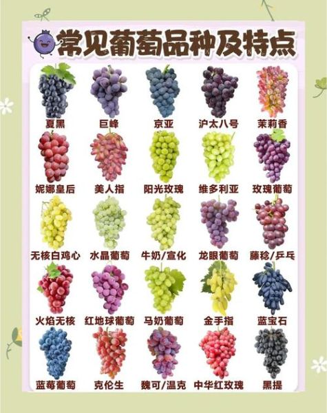 晚上吃葡萄会胖吗_两颗小葡萄热量多少-第1张图片-山城妙识