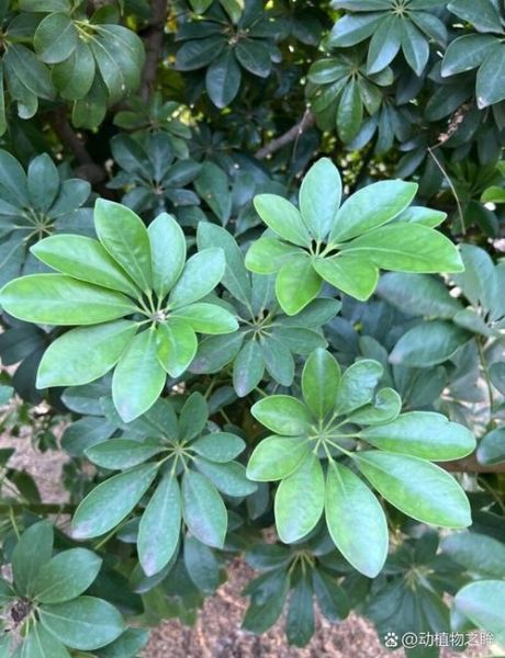 鹅掌柴怎么养_鹅掌柴多久浇一次水-第3张图片-山城妙识