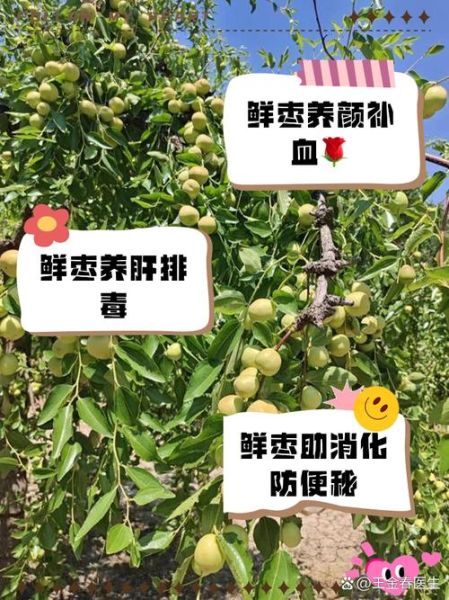 鲜枣的功效与作用_鲜枣吃多了有什么害处-第1张图片-山城妙识