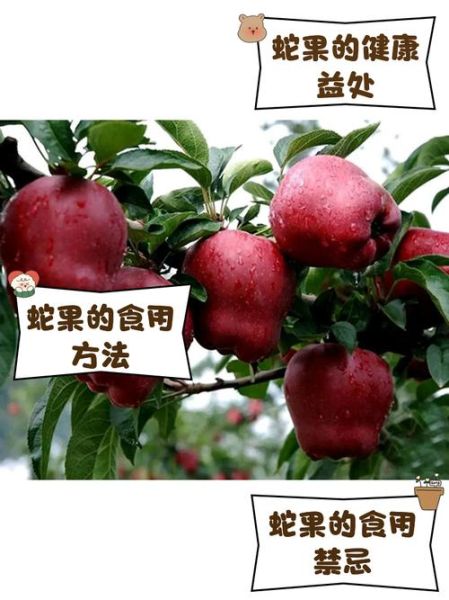 蛇果的功效与作用禁忌_蛇果适合什么人吃-第1张图片-山城妙识