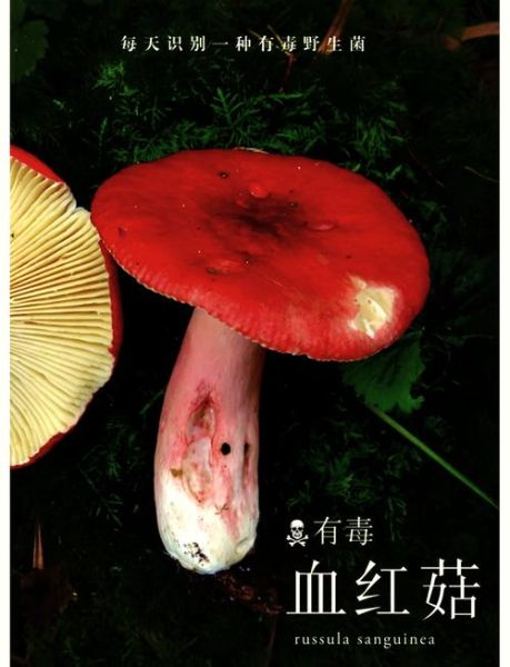 毒红菇中毒症状_毒红菇和可食红菇区别-第1张图片-山城妙识