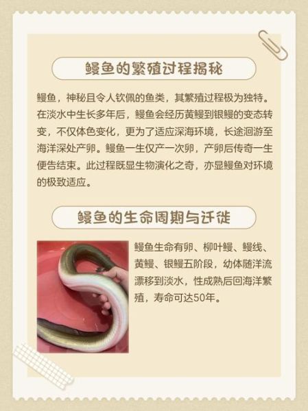 鳗鱼怎么繁殖_鳗鱼繁殖方式揭秘-第1张图片-山城妙识