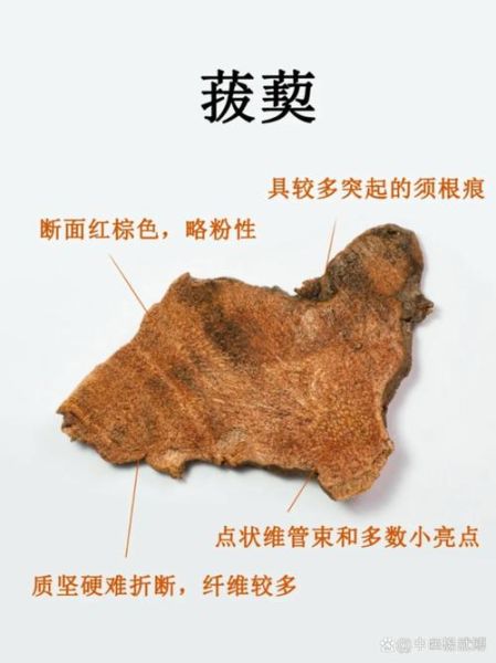 菝葜的功效与作用_菝葜能治什么病-第1张图片-山城妙识