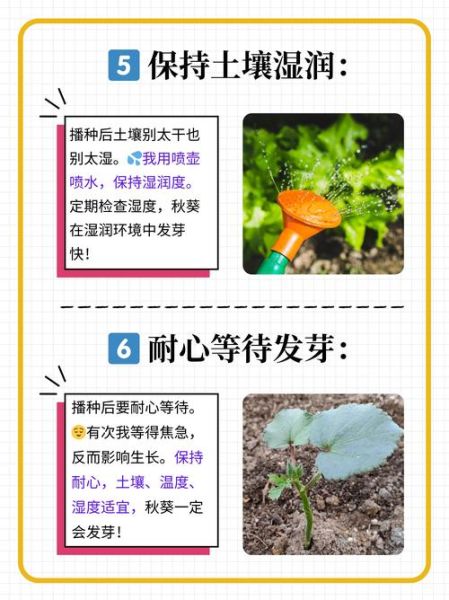 秋葵什么时候播种_秋葵怎么种才能高产-第2张图片-山城妙识