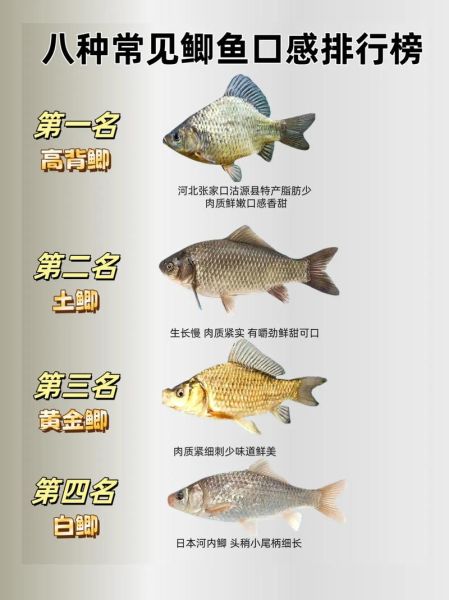 鲫鱼图片大全哪里找_鲫鱼品种如何区分-第1张图片-山城妙识