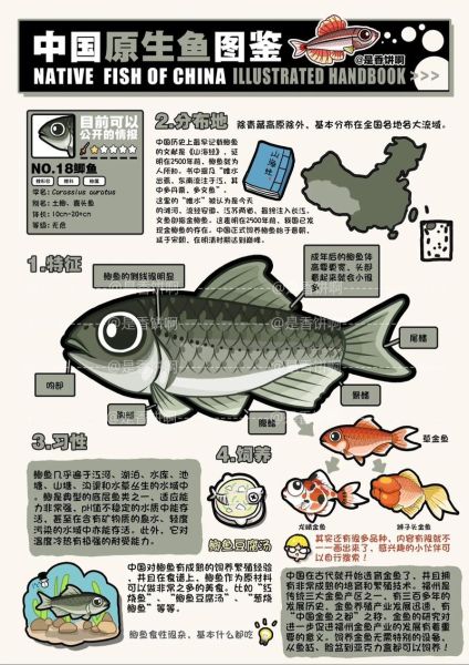 鲫鱼图片大全哪里找_鲫鱼品种如何区分-第2张图片-山城妙识