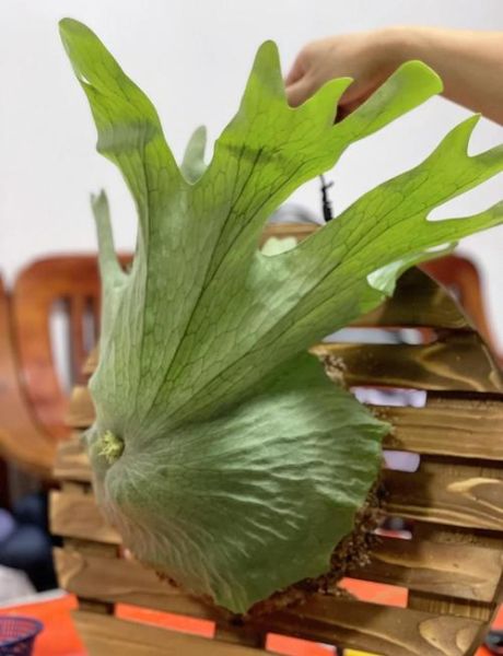 鹿角菜用焯水吗_鹿角菜焯水多久-第2张图片-山城妙识