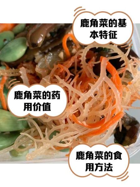 鹿角菜用焯水吗_鹿角菜焯水多久-第1张图片-山城妙识