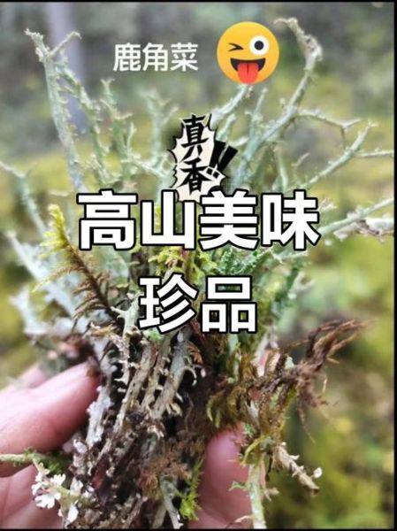 鹿角菜用焯水吗_鹿角菜焯水多久-第3张图片-山城妙识