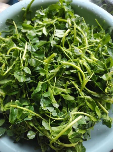 食用苜蓿草怎么吃_苜蓿草图片大全哪里找-第1张图片-山城妙识