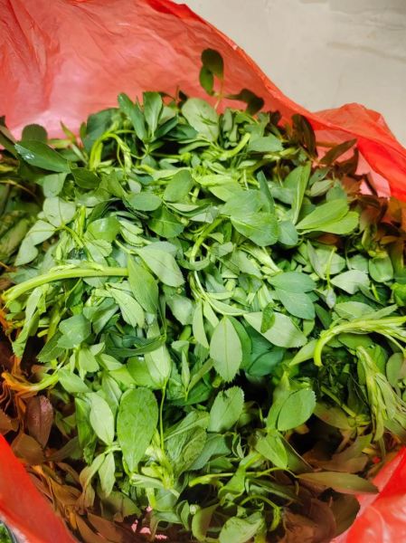 食用苜蓿草怎么吃_苜蓿草图片大全哪里找-第2张图片-山城妙识