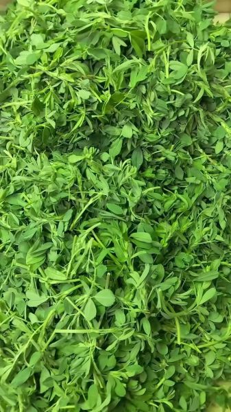 食用苜蓿草怎么吃_苜蓿草图片大全哪里找-第3张图片-山城妙识