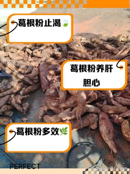 长期喝葛根粉的好处_葛根粉能天天吃吗-第1张图片-山城妙识 长期喝葛根粉的好处_葛根粉能天天吃吗-第1张图片-山城妙识
