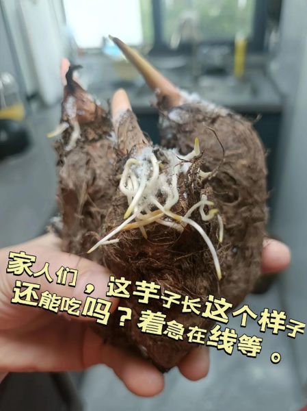 芋头发霉了还能吃吗_芋头发霉了怎么处理-第1张图片-山城妙识 芋头发霉了还能吃吗_芋头发霉了怎么处理-第1张图片-山城妙识