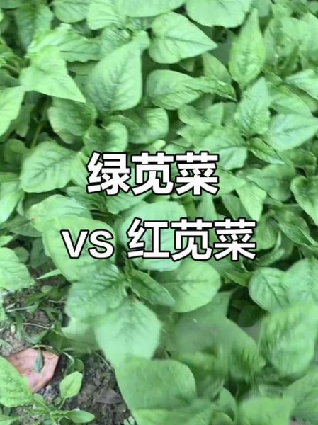 苋菜有哪些品种_苋菜怎么区分-第1张图片-山城妙识