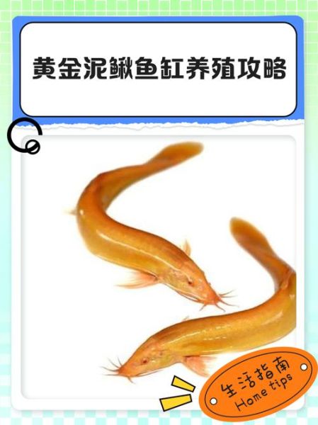 养泥鳅需要多少成本_泥鳅养殖利润怎么样-第1张图片-山城妙识