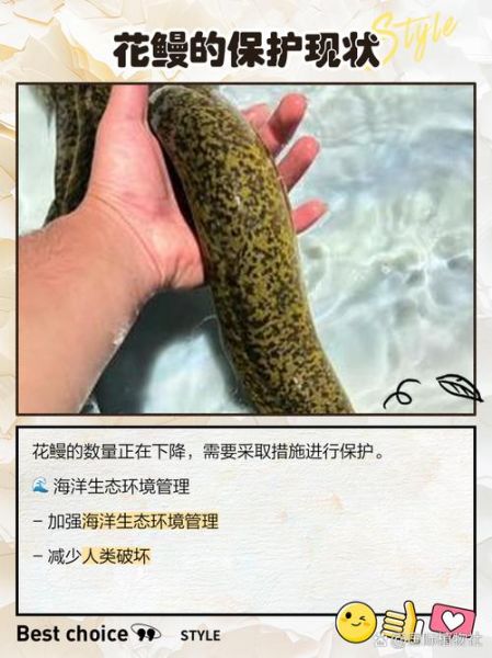 花鳗怎么养_花鳗和鳗鱼区别-第2张图片-山城妙识