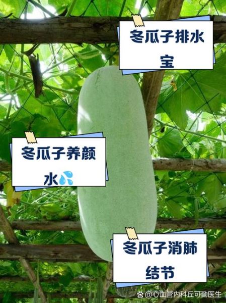 冬瓜子有什么功效_冬瓜子怎么吃效果最好-第1张图片-山城妙识