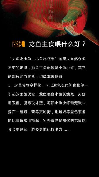 龙鱼怎么养_龙鱼喂养技巧-第2张图片-山城妙识