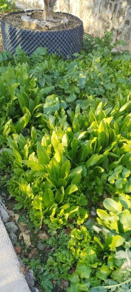 青菜吃太多其实很危险_每天应该吃多少才安全-第2张图片-山城妙识