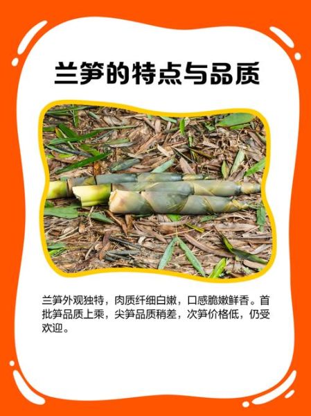 芥兰笋的功效与作用_芥兰笋怎么吃最营养-第2张图片-山城妙识