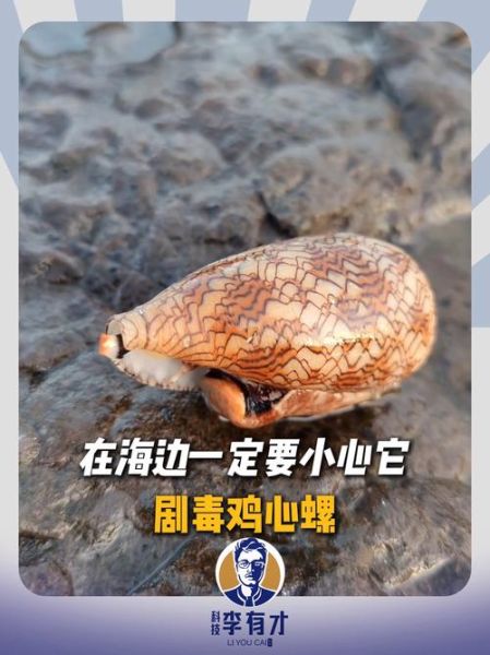 鸡心螺毒刺有多毒_被鸡心螺毒刺扎了怎么办-第1张图片-山城妙识