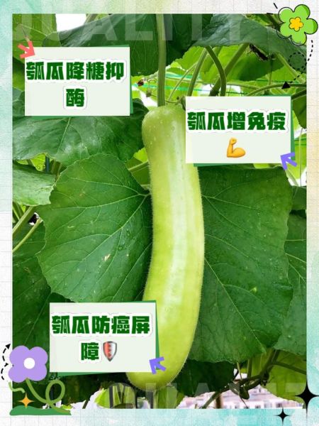 葫芦瓜的功效与作用_葫芦瓜怎么吃最营养-第3张图片-山城妙识 葫芦瓜的功效与作用_葫芦瓜怎么吃最营养-第3张图片-山城妙识