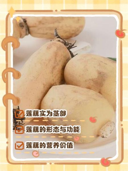 藕的图片大全_藕的品种与做法图解-第2张图片-山城妙识 藕的图片大全_藕的品种与做法图解-第2张图片-山城妙识