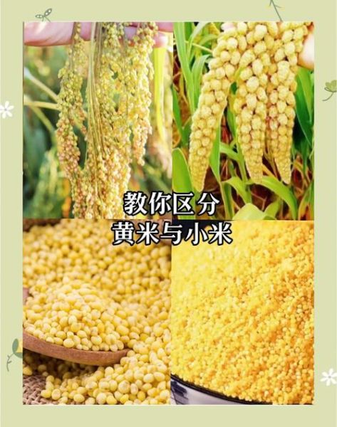 黄米和小米的区别_哪个更营养-第3张图片-山城妙识 黄米和小米的区别_哪个更营养-第3张图片-山城妙识