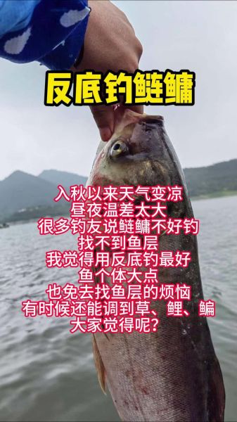 钓鲢鳙口诀是什么_钓鲢鳙用什么饵料最好-第2张图片-山城妙识 钓鲢鳙口诀是什么_钓鲢鳙用什么饵料最好-第2张图片-山城妙识