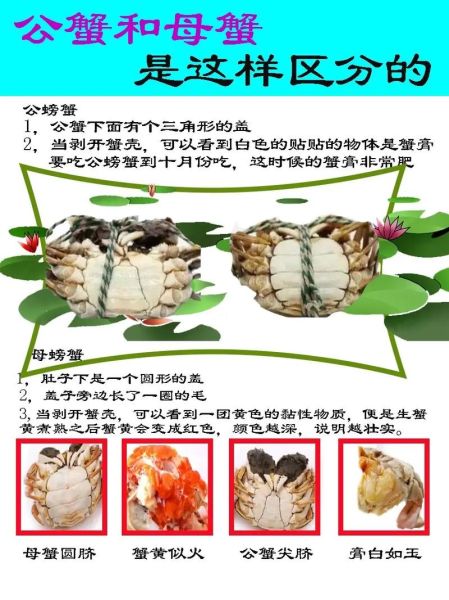 螃蟹怎么分辨屎和蟹黄_蟹黄和蟹屎的区别-第1张图片-山城妙识