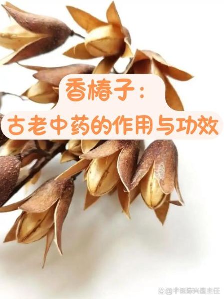 香椿果实的功效与作用_怎么吃效果最好-第2张图片-山城妙识