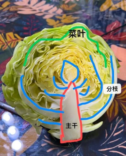卷心菜长什么样_卷心菜图片特征解析-第1张图片-山城妙识