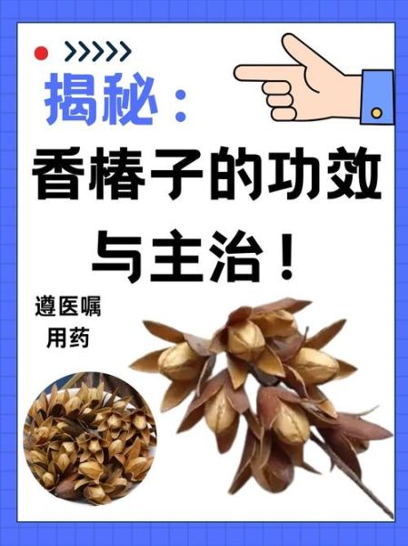 香椿果实的功效与作用_怎么吃效果最好-第1张图片-山城妙识