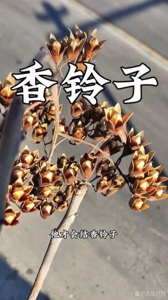 香椿果实的功效与作用_怎么吃效果最好-第3张图片-山城妙识