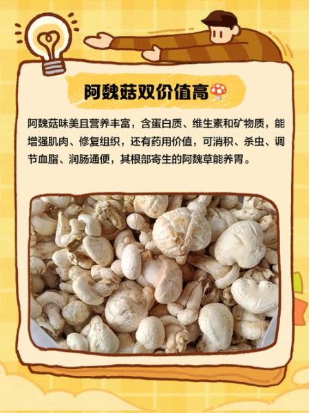 阿魏菇的功效与作用_阿魏菇怎么吃效果最好-第2张图片-山城妙识