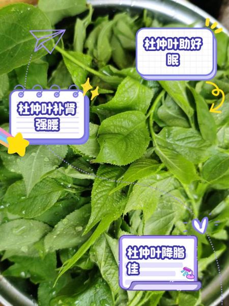 杜仲叶泡水喝的禁忌_杜仲叶有哪些副作用-第1张图片-山城妙识