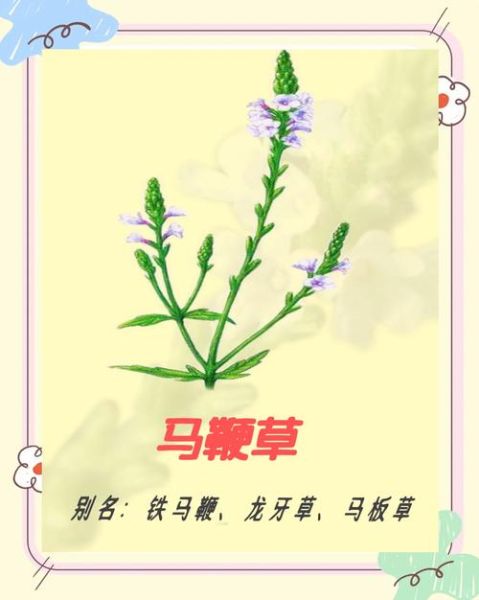 马鞭草长什么样_马鞭草的功效与作用-第1张图片-山城妙识