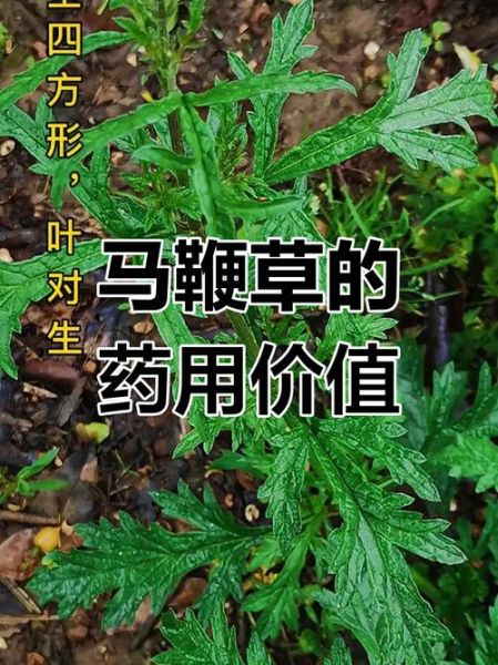 马鞭草长什么样_马鞭草的功效与作用-第3张图片-山城妙识