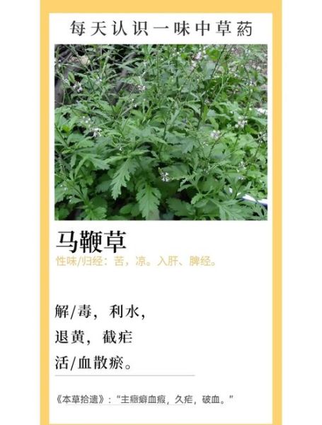 马鞭草长什么样_马鞭草的功效与作用-第2张图片-山城妙识