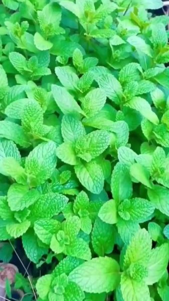 薄荷图片大全高清图片_如何挑选适合做壁纸的薄荷图-第3张图片-山城妙识