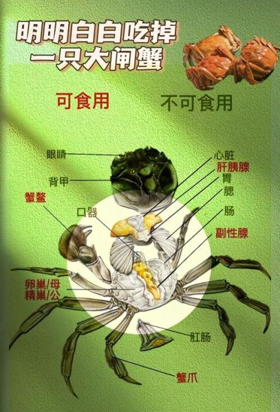 螃蟹不能和什么一起吃_吃螃蟹的禁忌有哪些-第1张图片-山城妙识