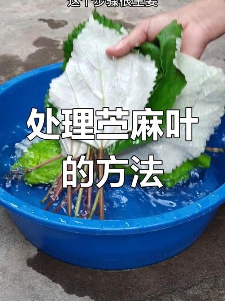 麻油叶是什么_麻油叶的来历-第2张图片-山城妙识