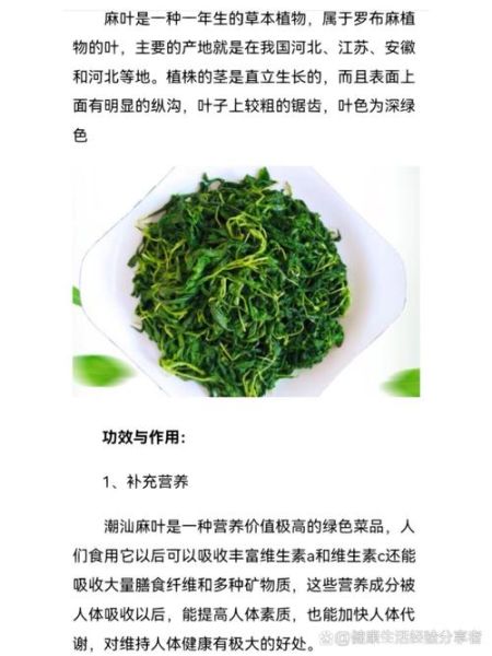 麻油叶是什么_麻油叶的来历-第3张图片-山城妙识