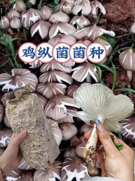 鸡纵菌怎么保存_鸡纵菌价格多少钱一斤-第2张图片-山城妙识