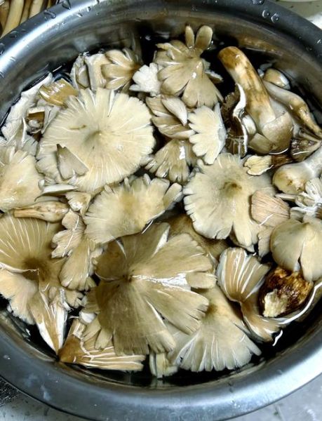 鸡纵菌怎么保存_鸡纵菌价格多少钱一斤-第1张图片-山城妙识