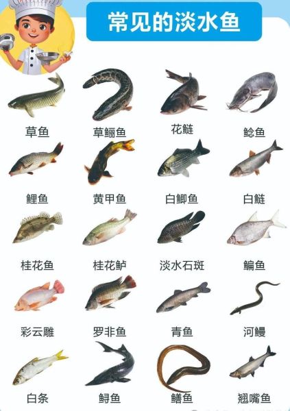 淡水大鱼有哪些_淡水大鱼怎么养-第1张图片-山城妙识