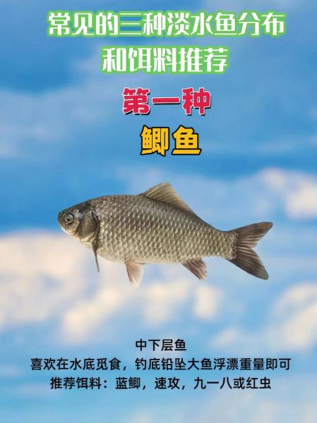 淡水大鱼有哪些_淡水大鱼怎么养-第3张图片-山城妙识