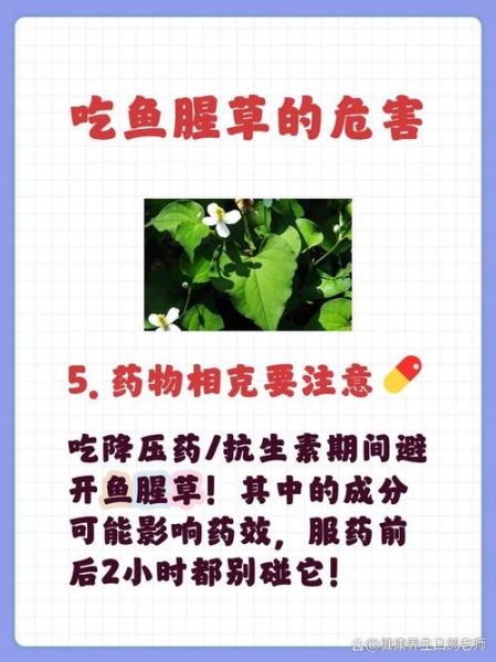 鱼腥草什么人不宜吃_鱼腥草禁忌人群-第3张图片-山城妙识