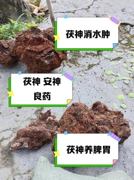 茯神的功效与作用_茯神怎么吃效果最好-第3张图片-山城妙识